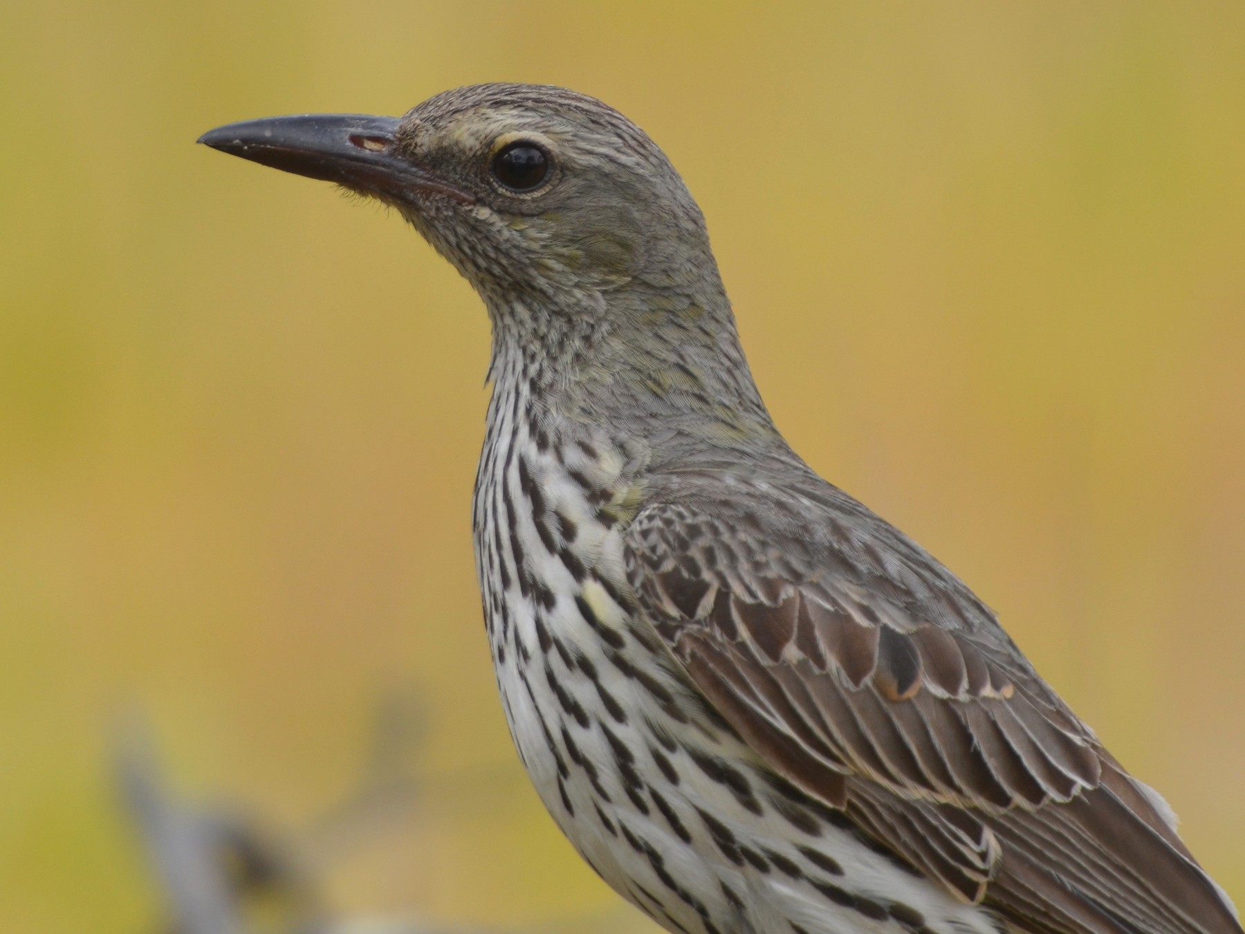 Olive-backed Oriole - eBird