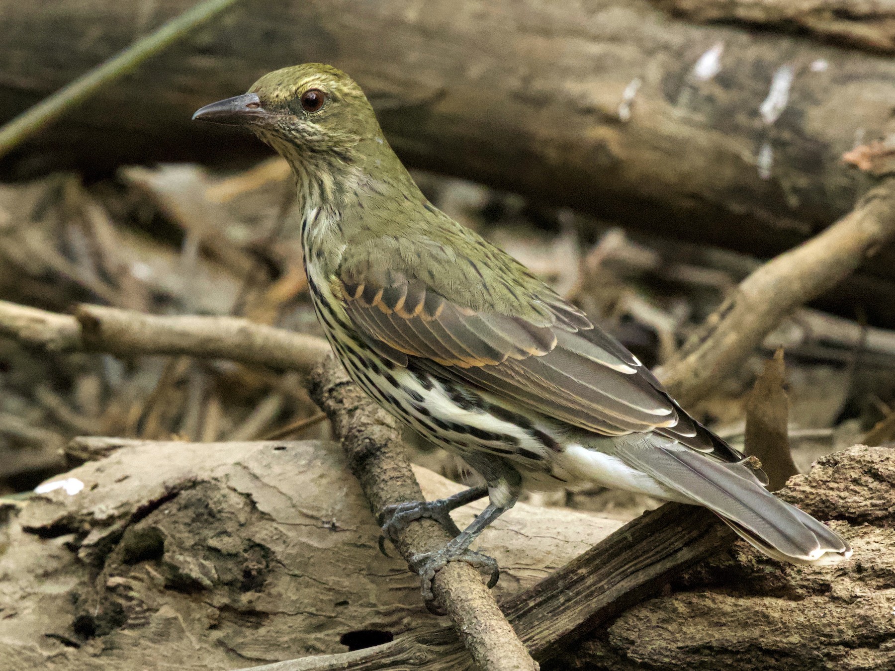 Olive-backed Oriole - eBird