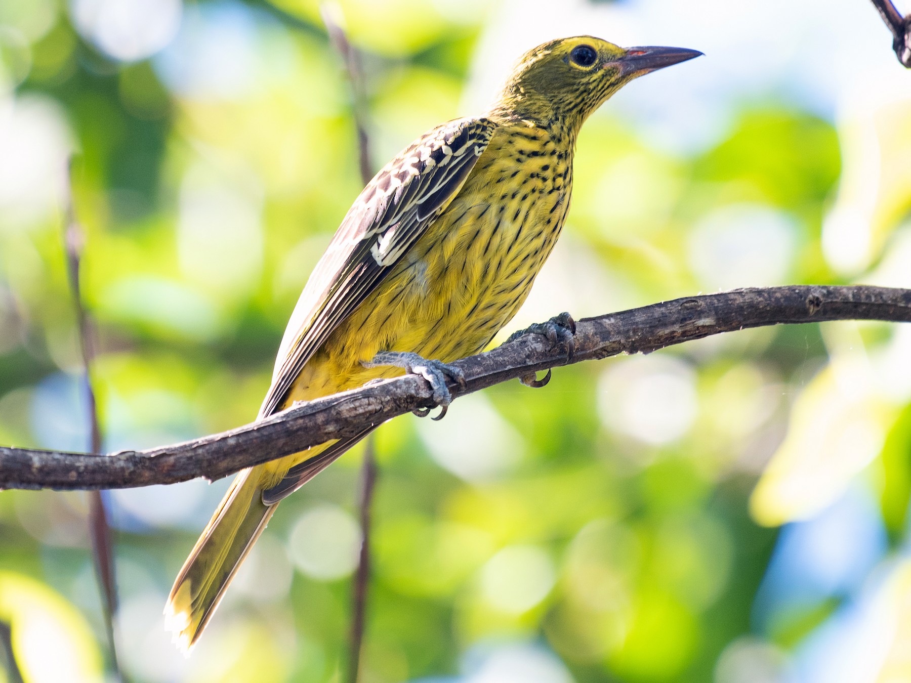 Green Oriole - eBird
