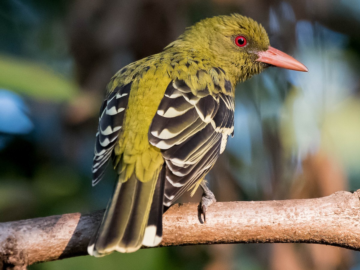 Green Oriole - Oriolus flavocinctus - Birds of the World
