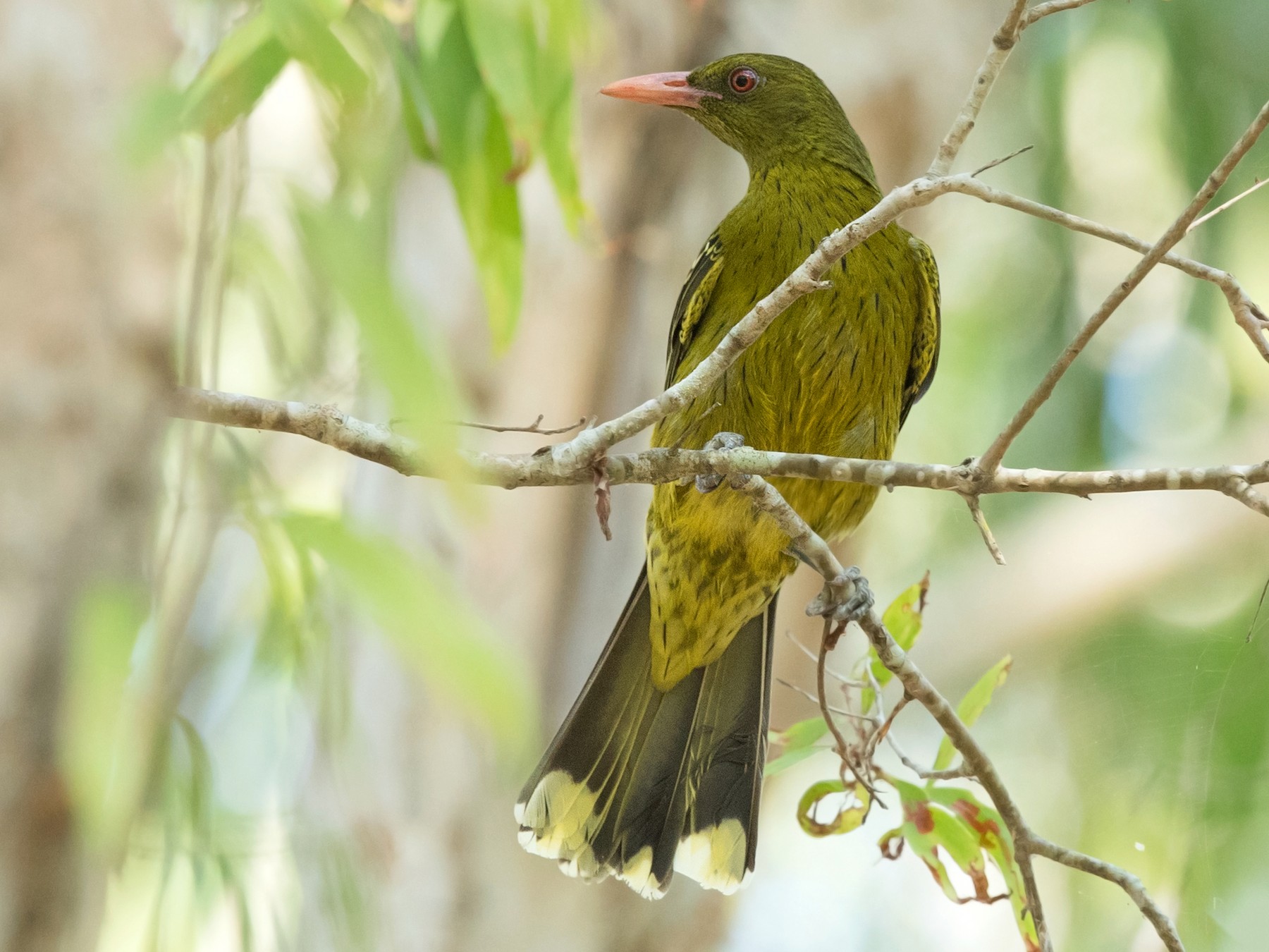 Green Oriole - eBird