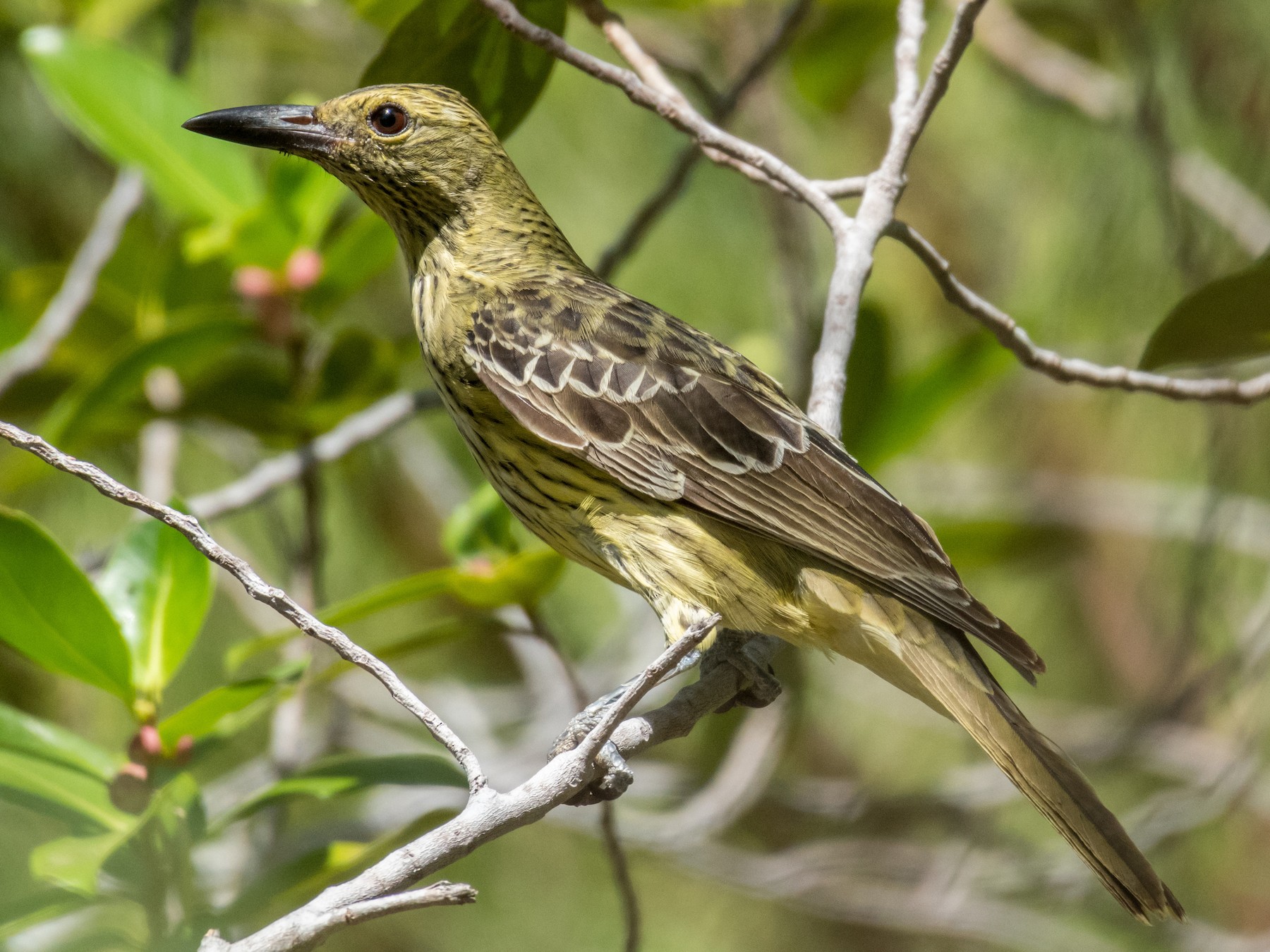Loriot verdâtre - eBird
