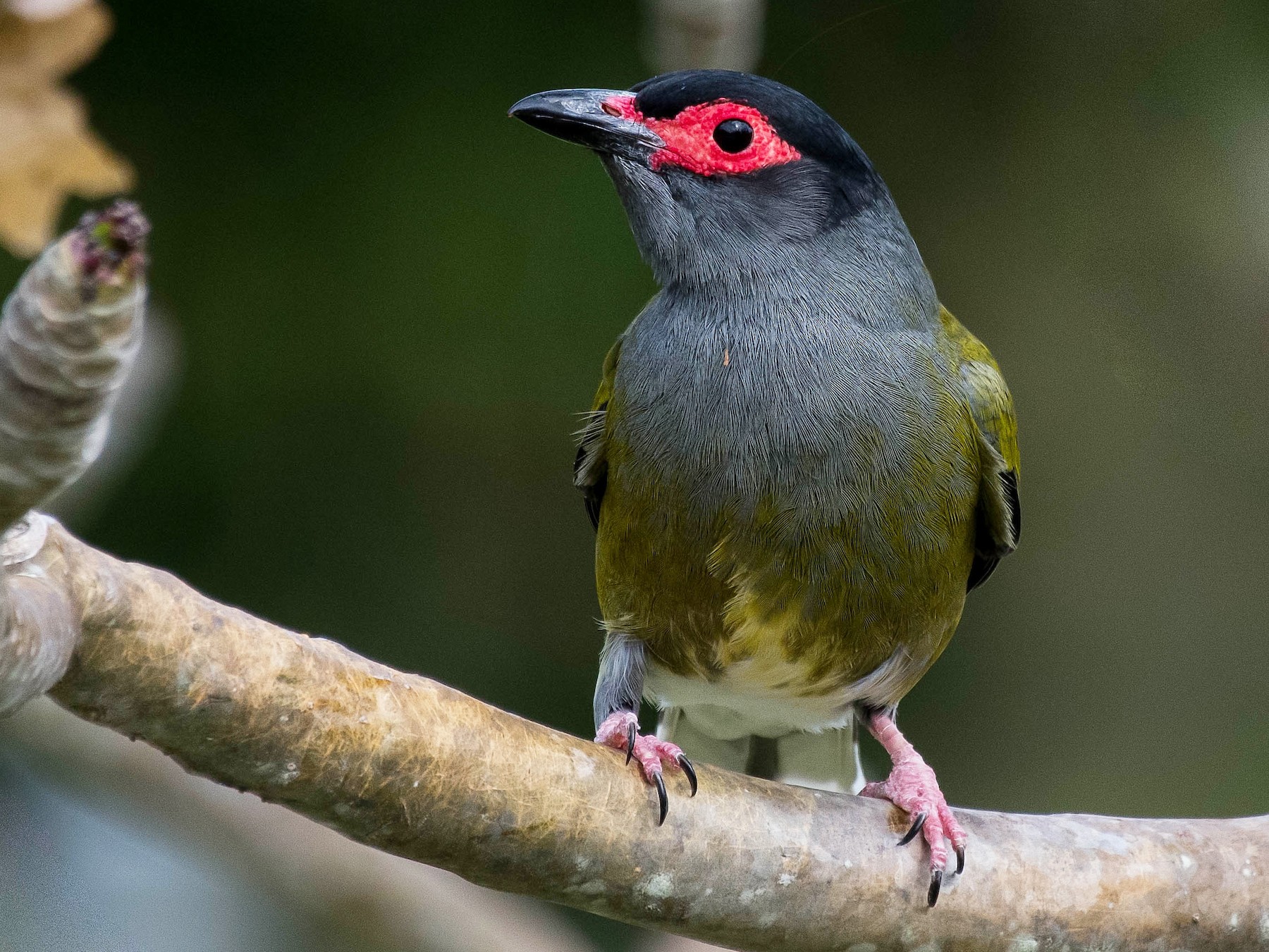 Australasian Figbird - eBird