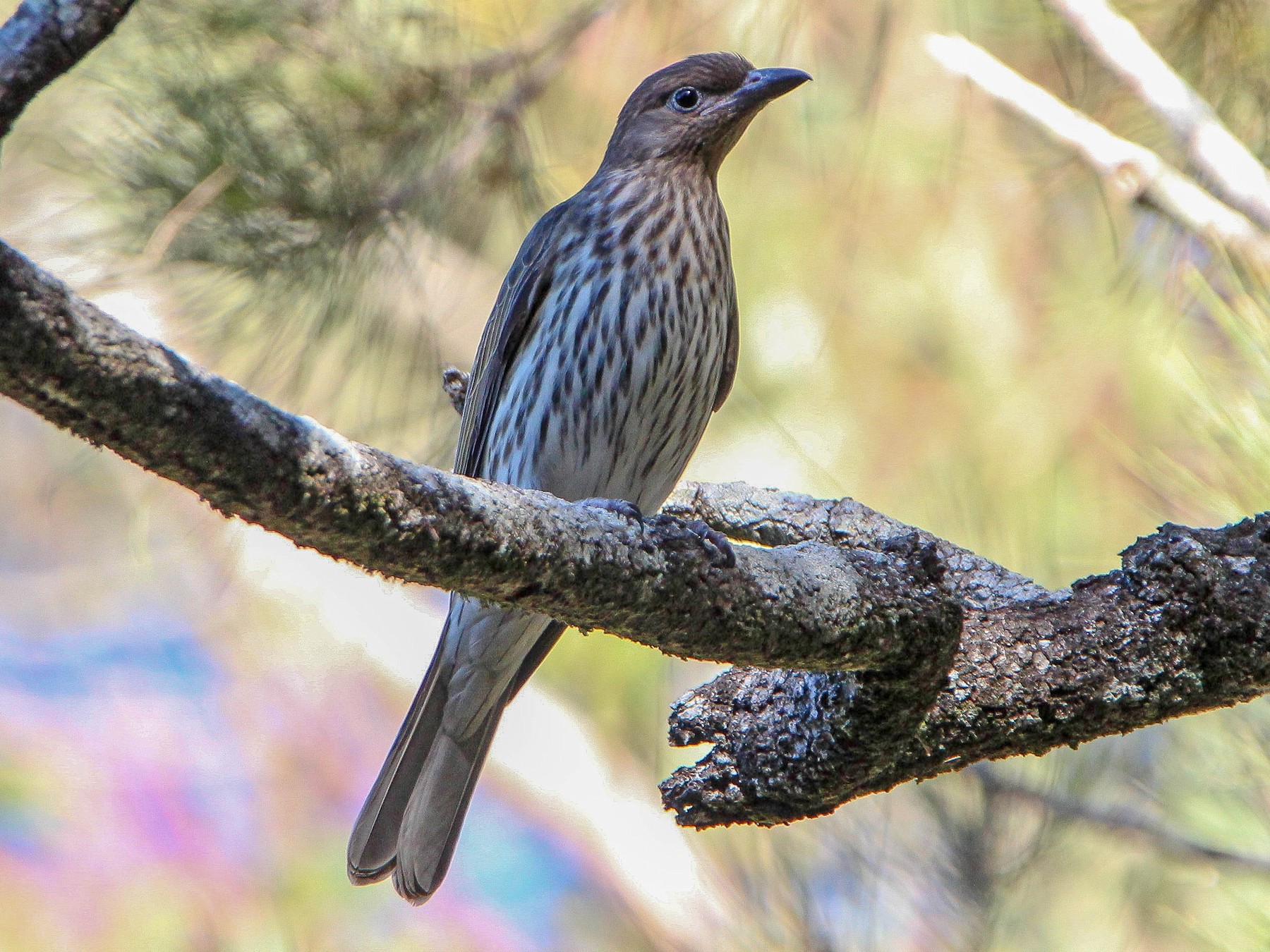 Australasian Figbird - eBird