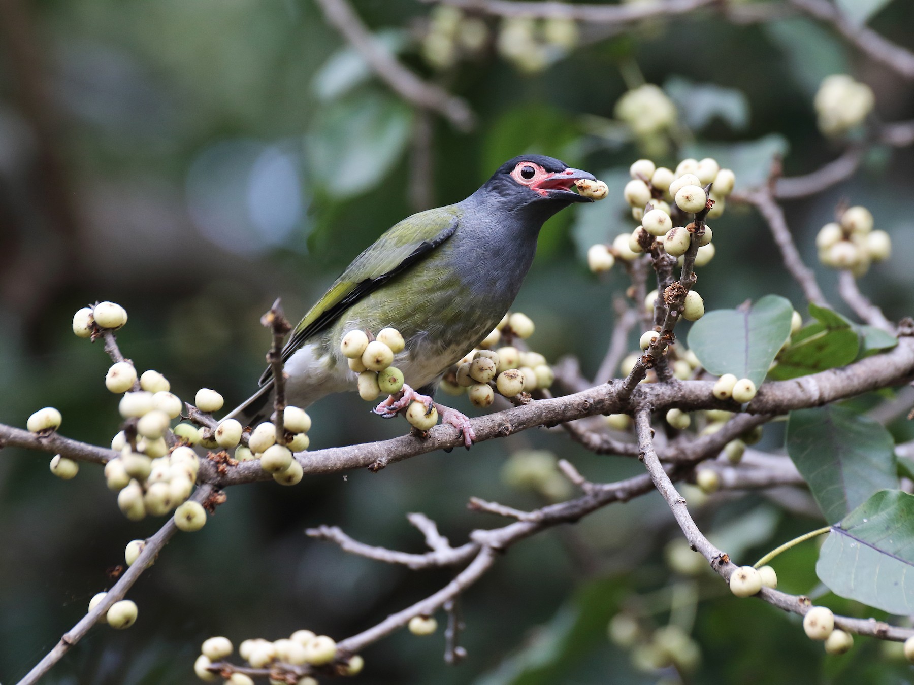 Australasian Figbird - eBird