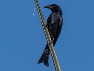 Spangled Drongo - eBird