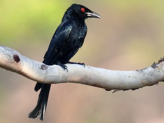 Spangled Drongo - eBird