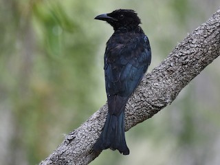 Spangled Drongo - eBird