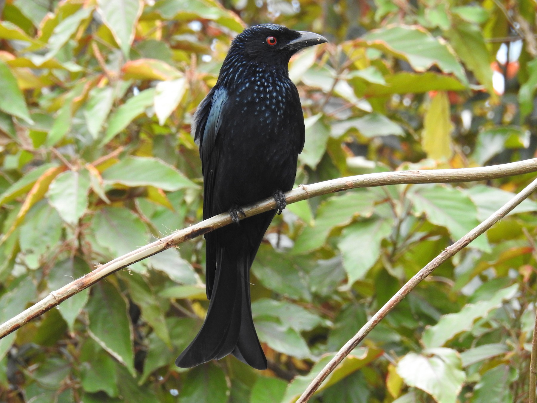 Spangled Drongo - eBird
