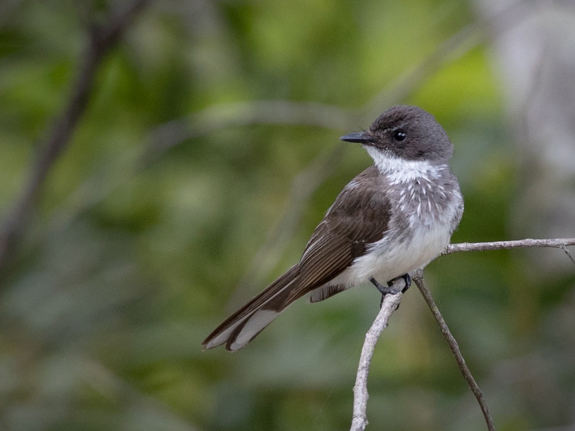 Northern Fantail - eBird