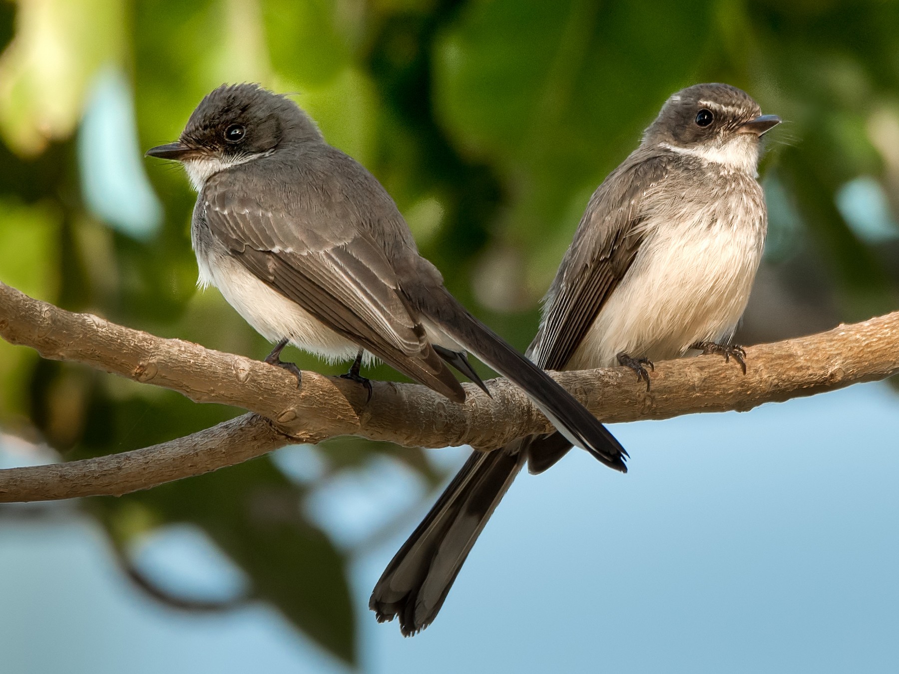 Northern Fantail - eBird