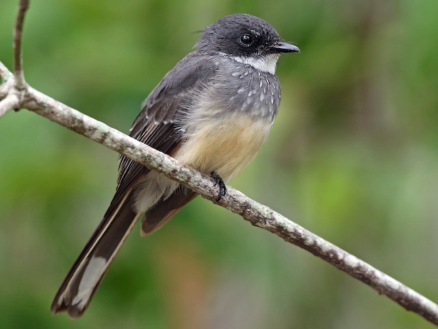 Photos - Northern Fantail - Rhipidura rufiventris - Birds of the World