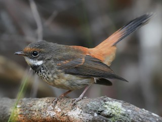 Australian Rufous Fantail - eBird