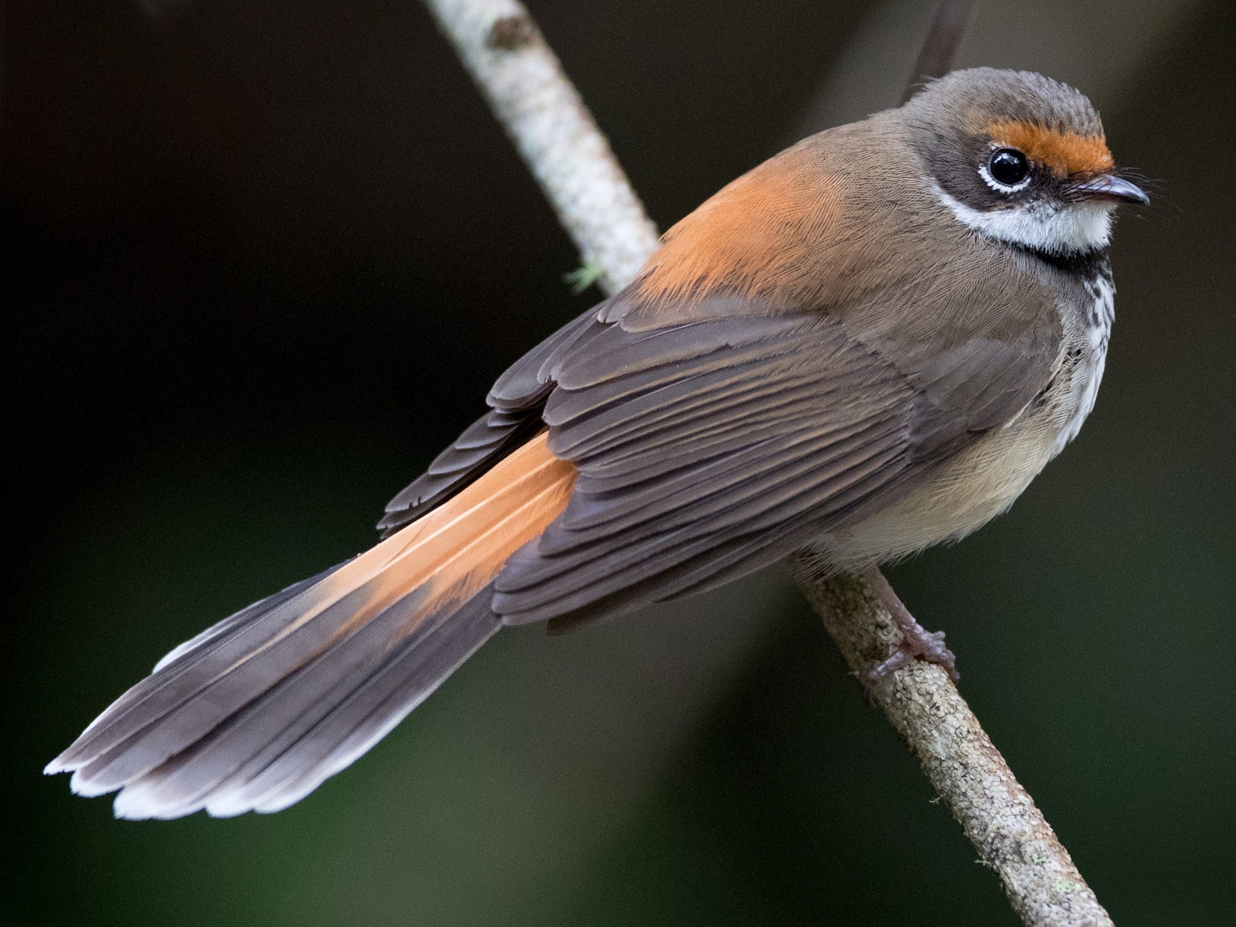 Australian Rufous Fantail - eBird