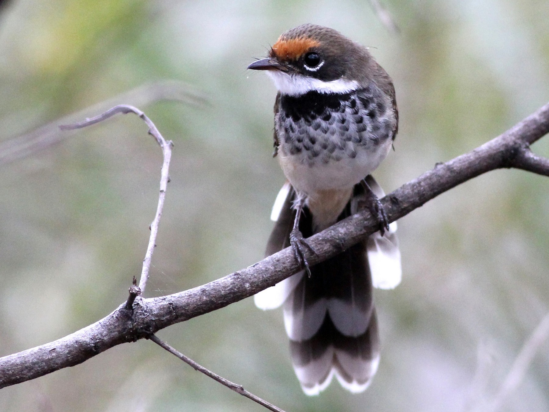 Arafura Fantail - eBird