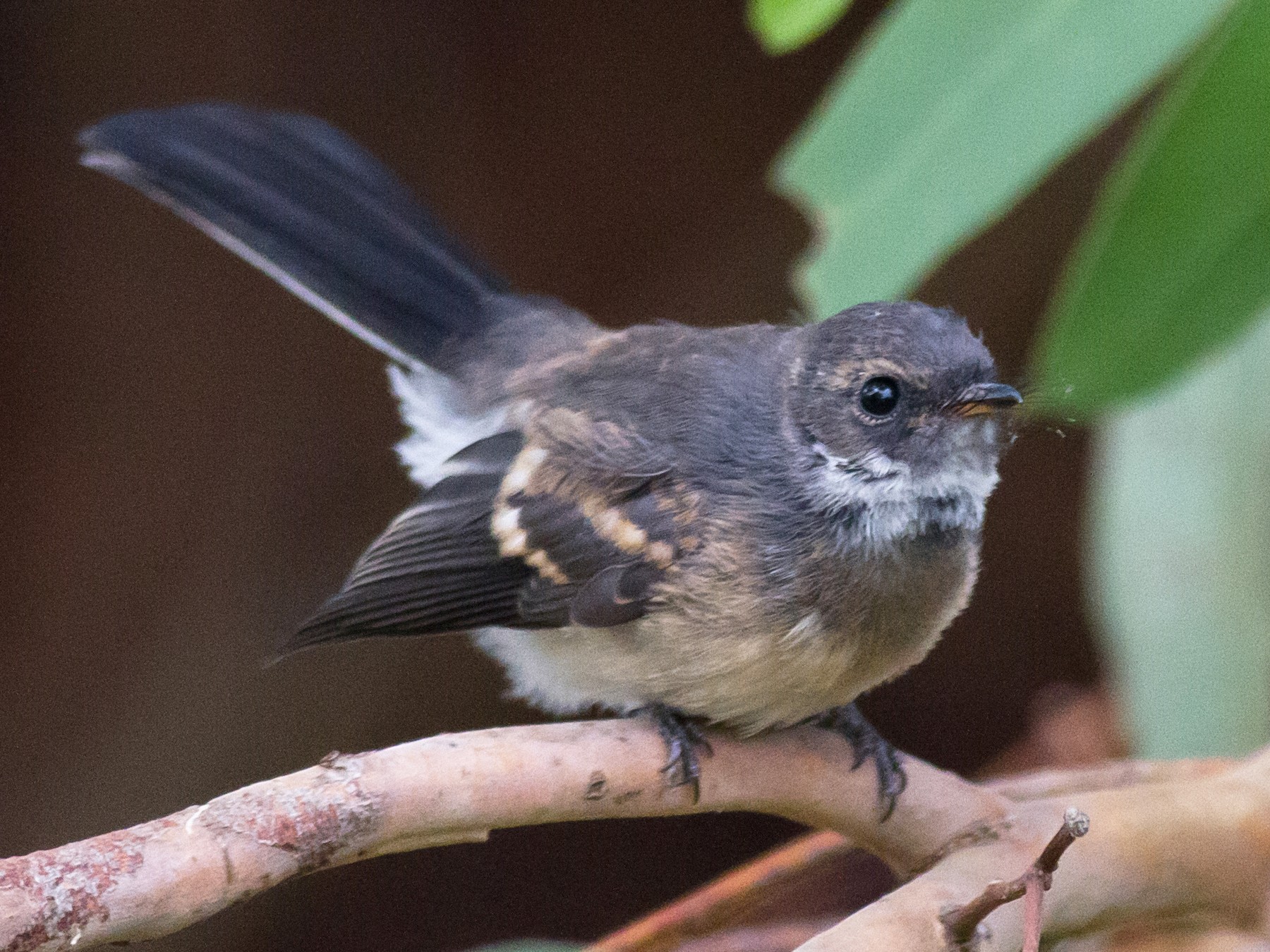 Gray Fantail - eBird