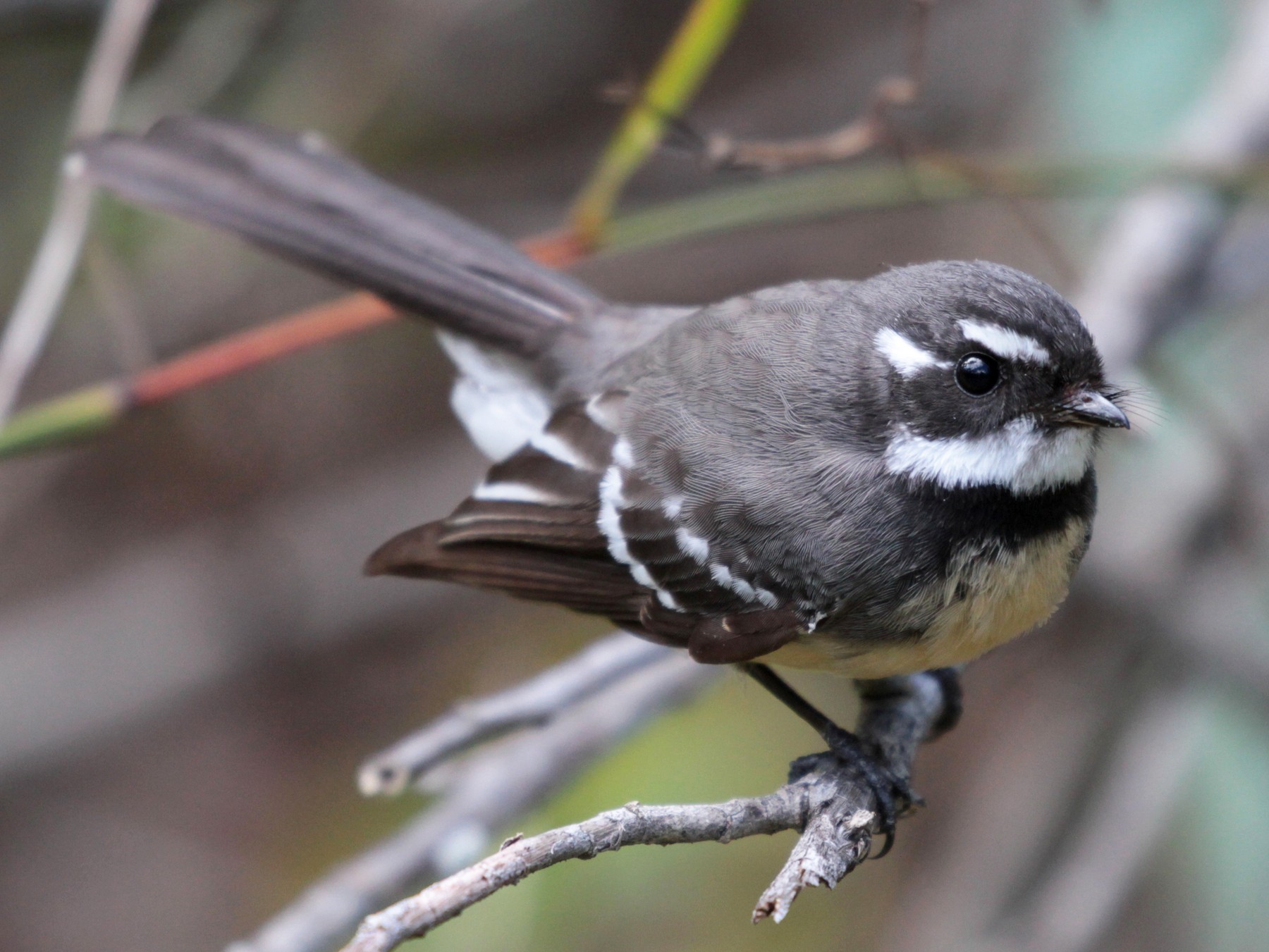 Gray Fantail - eBird