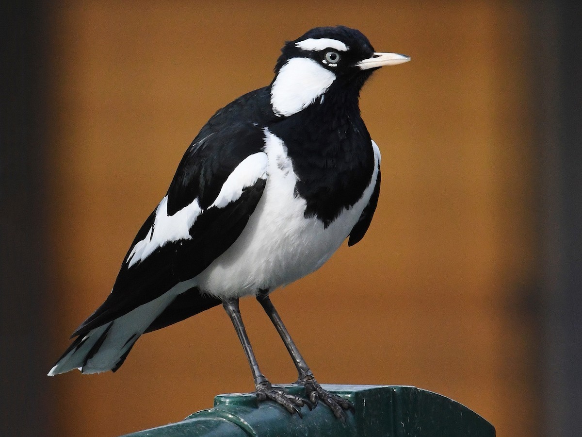 Magpie-lark - Grallina cyanoleuca - Birds of the World