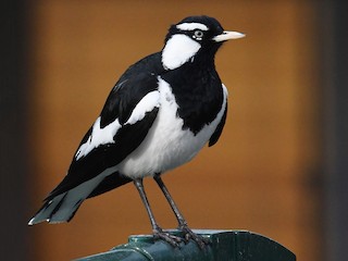 Magpie-lark - eBird