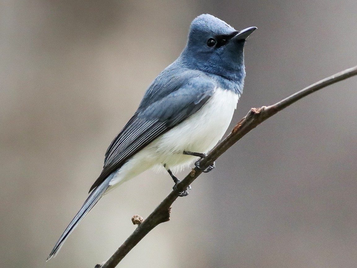 Leaden Flycatcher - eBird