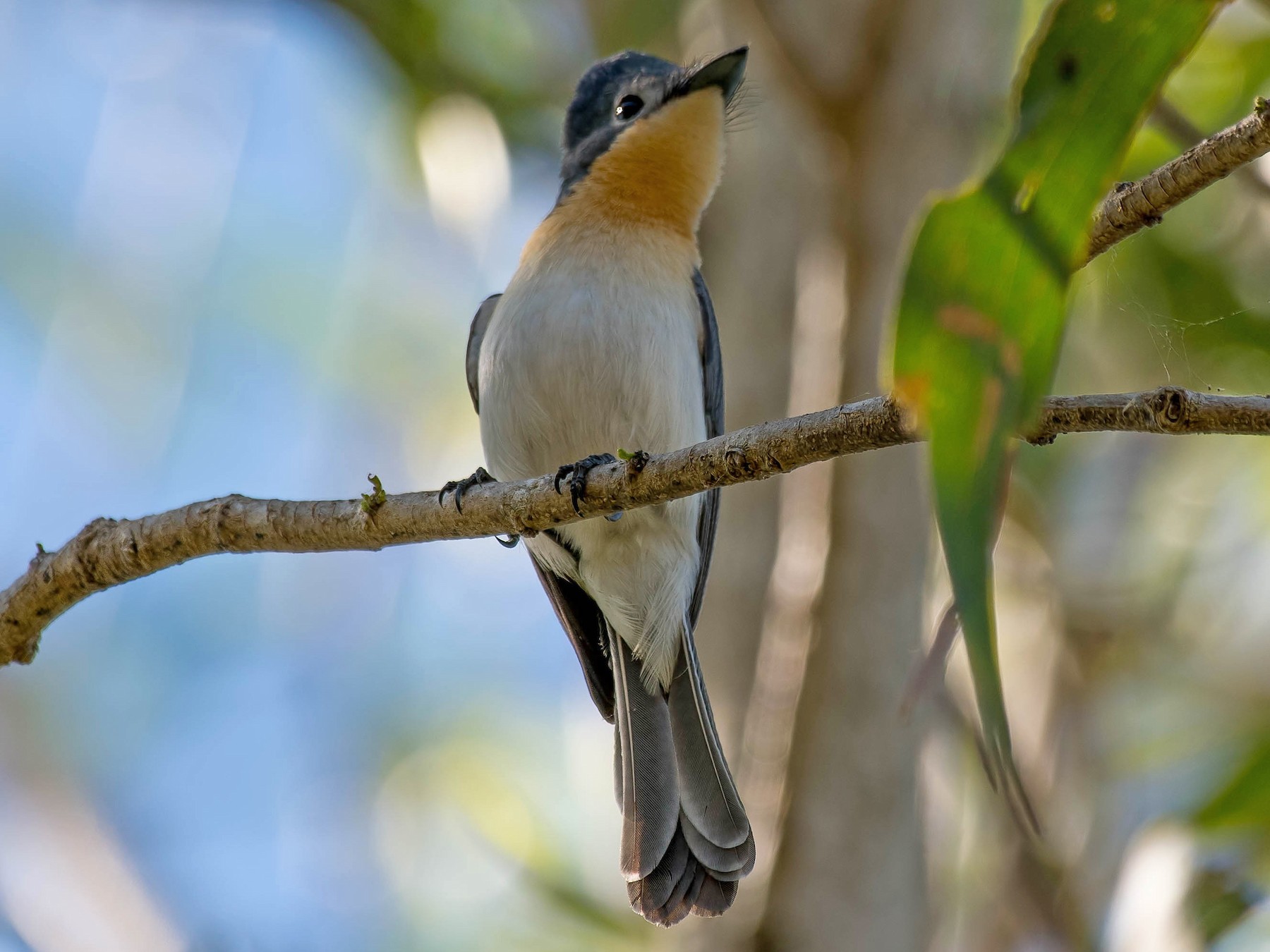 Broad-billed Flycatcher - eBird