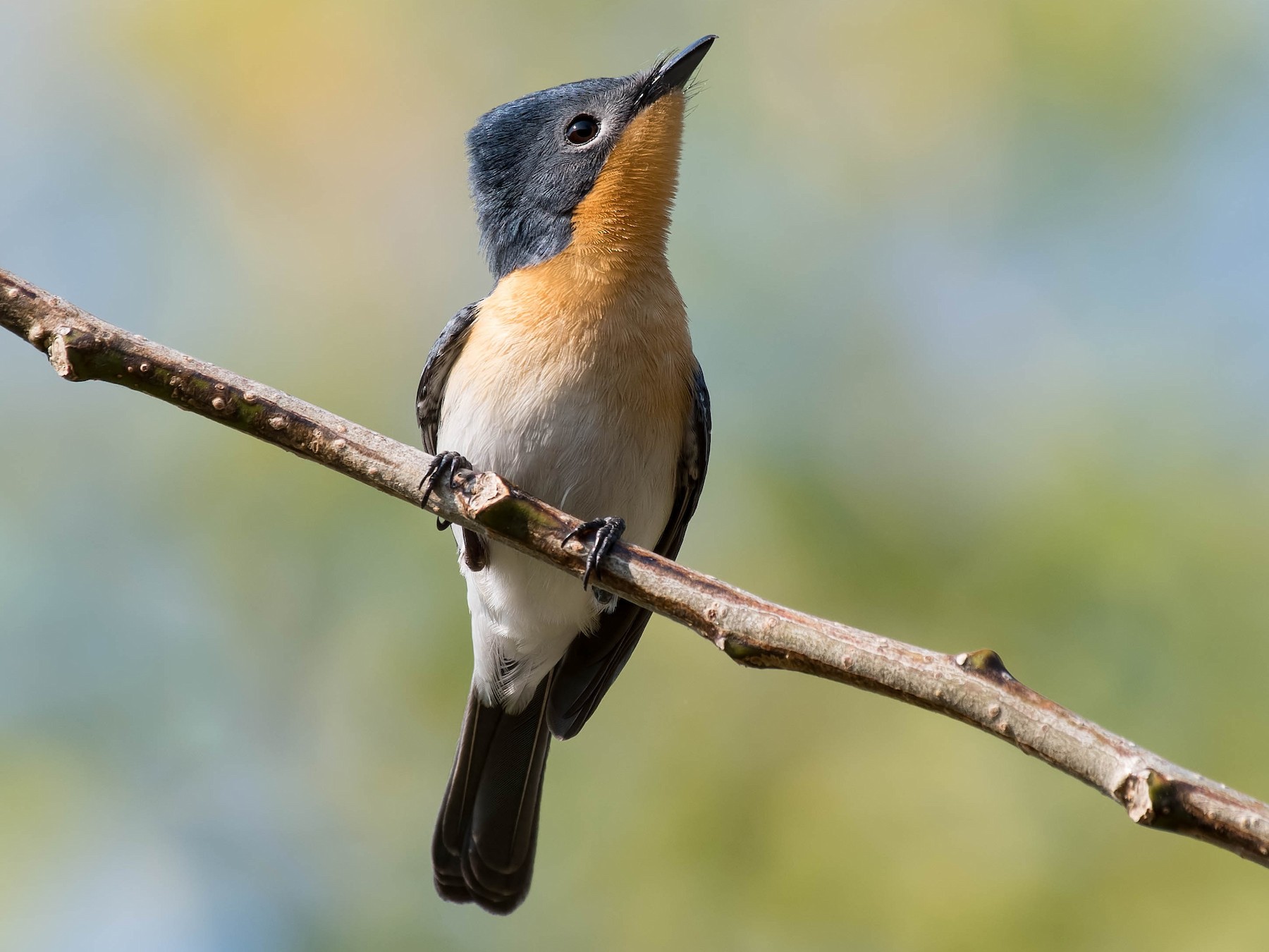 Broad-billed Flycatcher - eBird