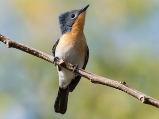 Broad-billed Flycatcher - eBird