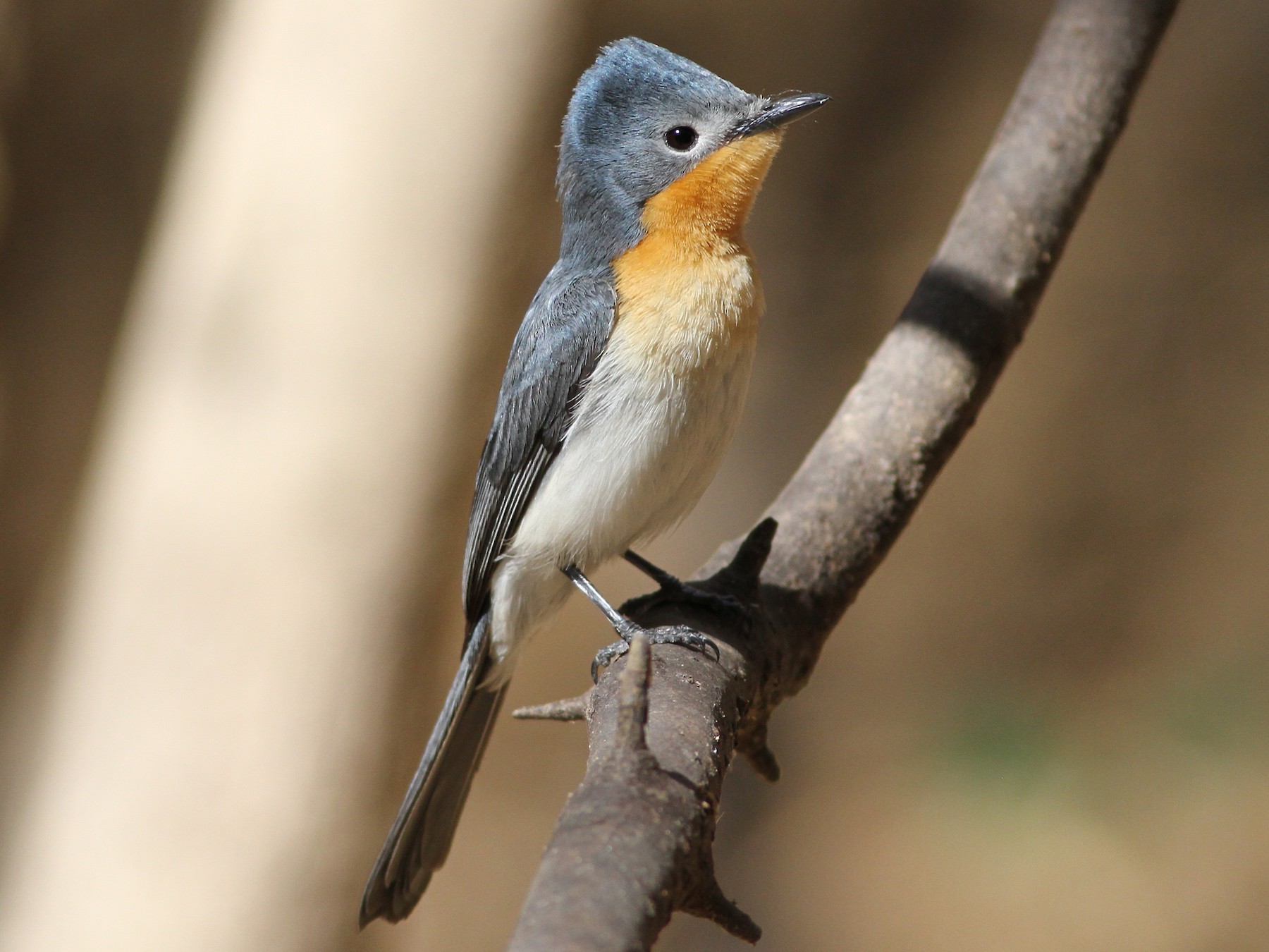 Broad-billed Flycatcher - eBird