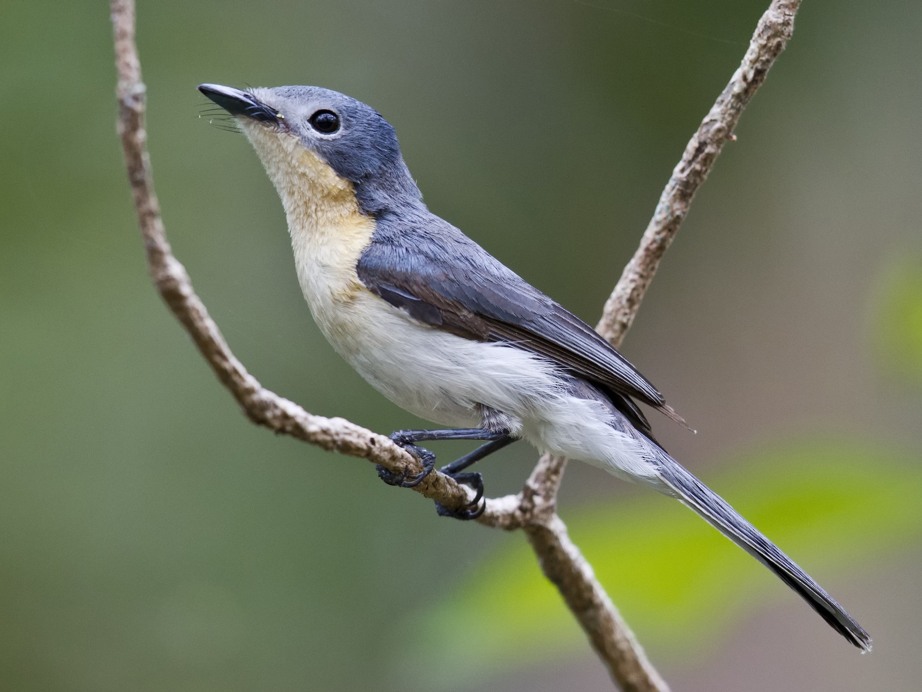 Broad-billed Flycatcher - eBird