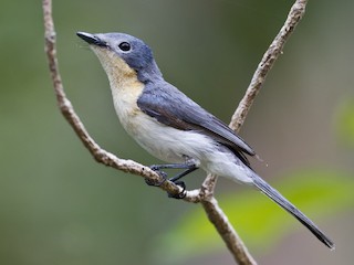 Broad-billed Flycatcher - eBird