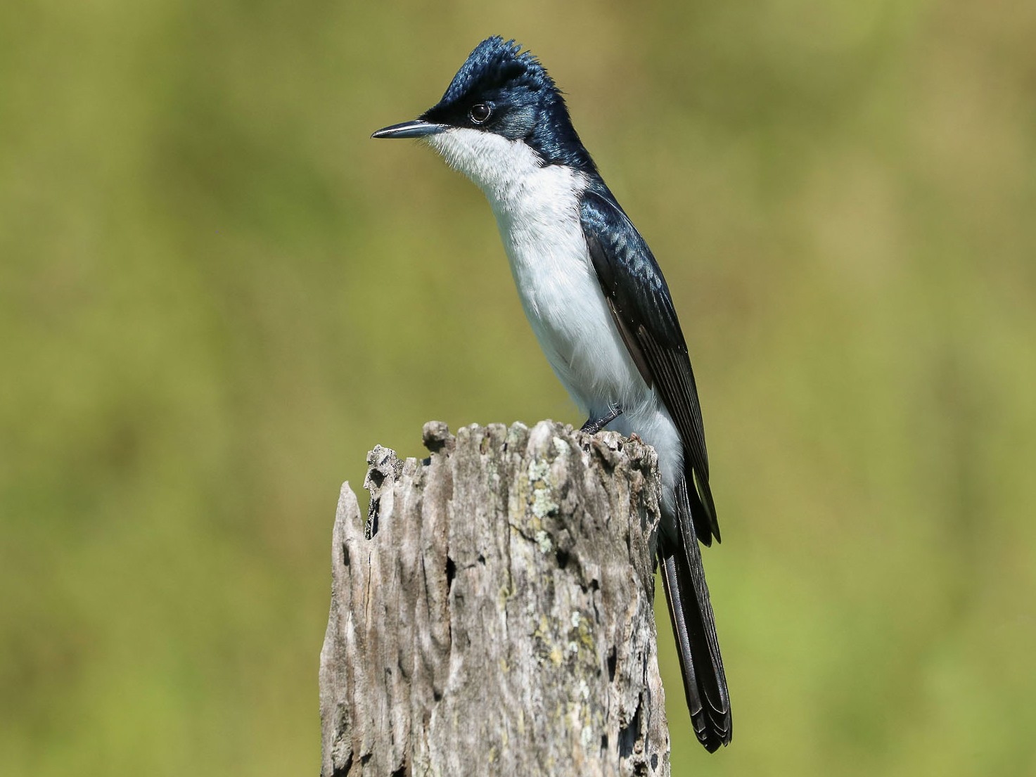 Restless Flycatcher - eBird