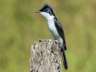 Restless Flycatcher - eBird