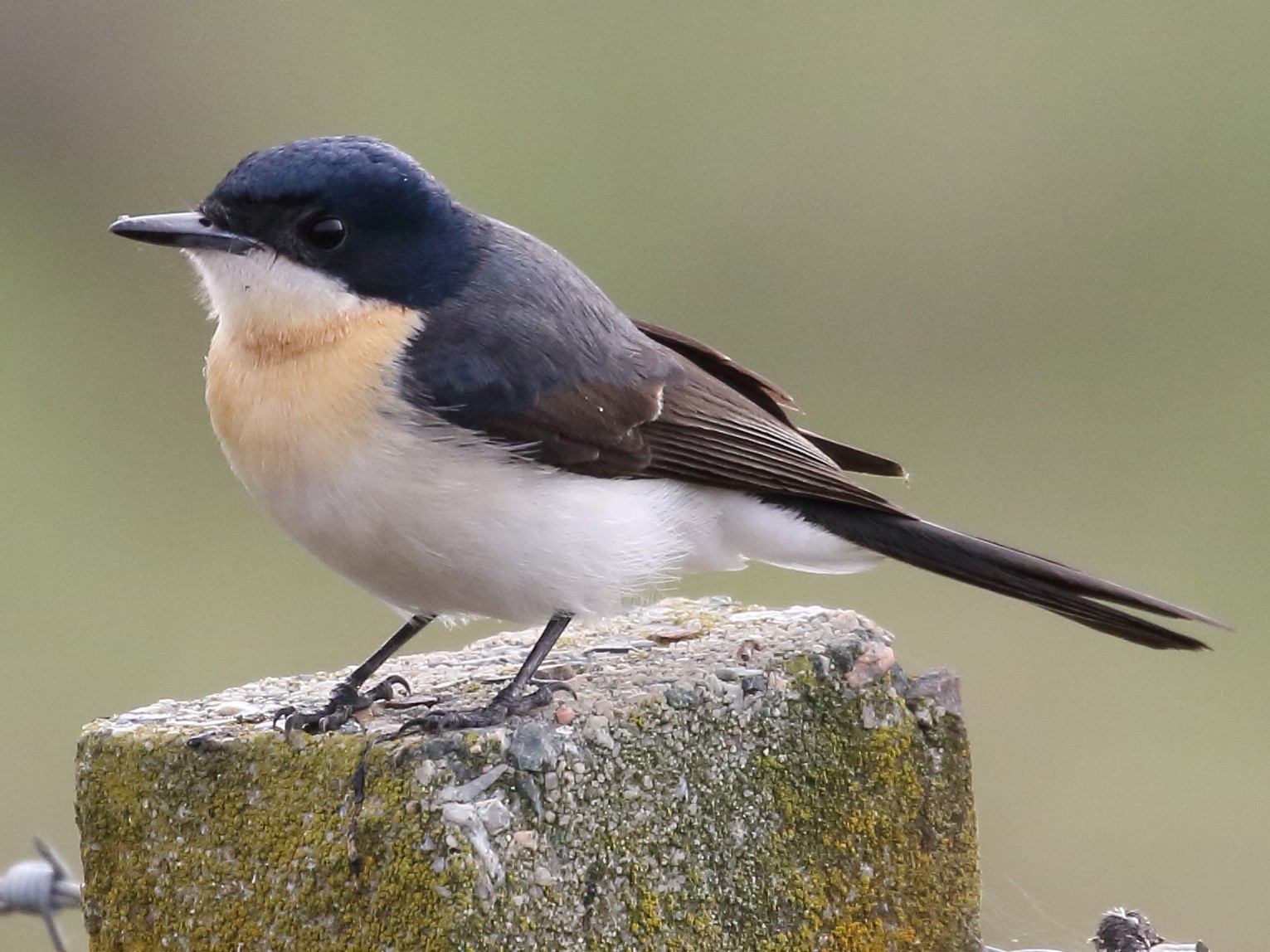 Restless Flycatcher - eBird