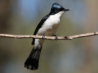 Restless Flycatcher - eBird