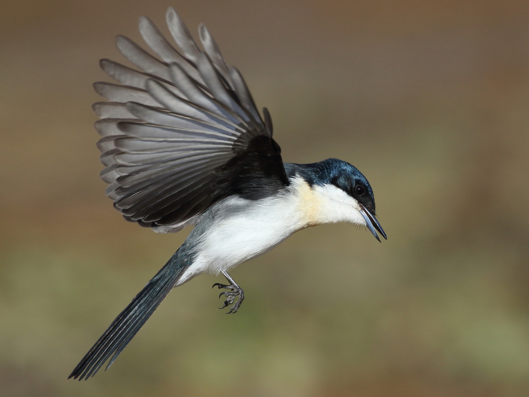 Restless Flycatcher - eBird