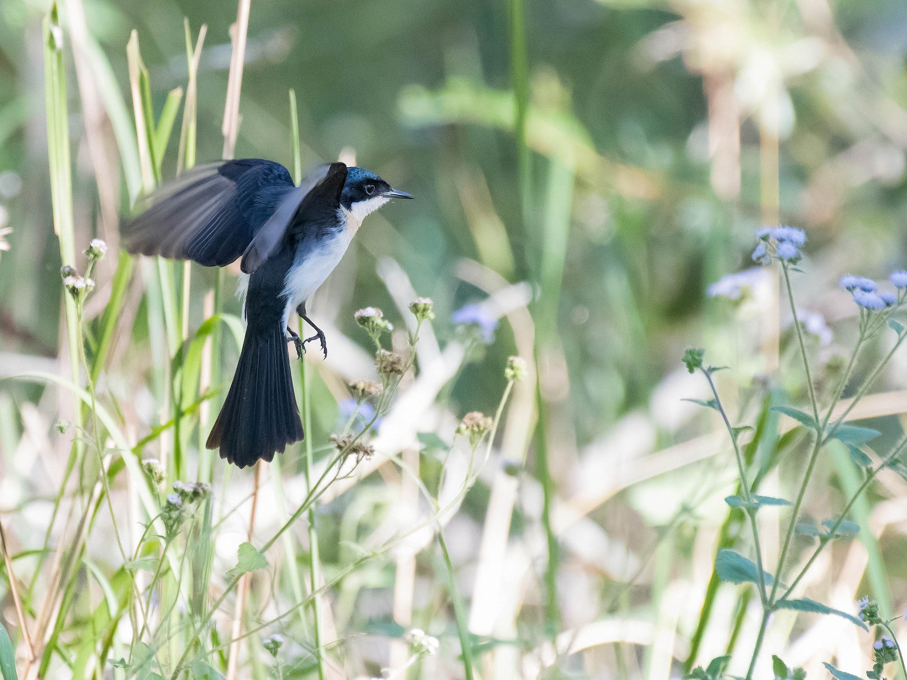 Restless Flycatcher - eBird