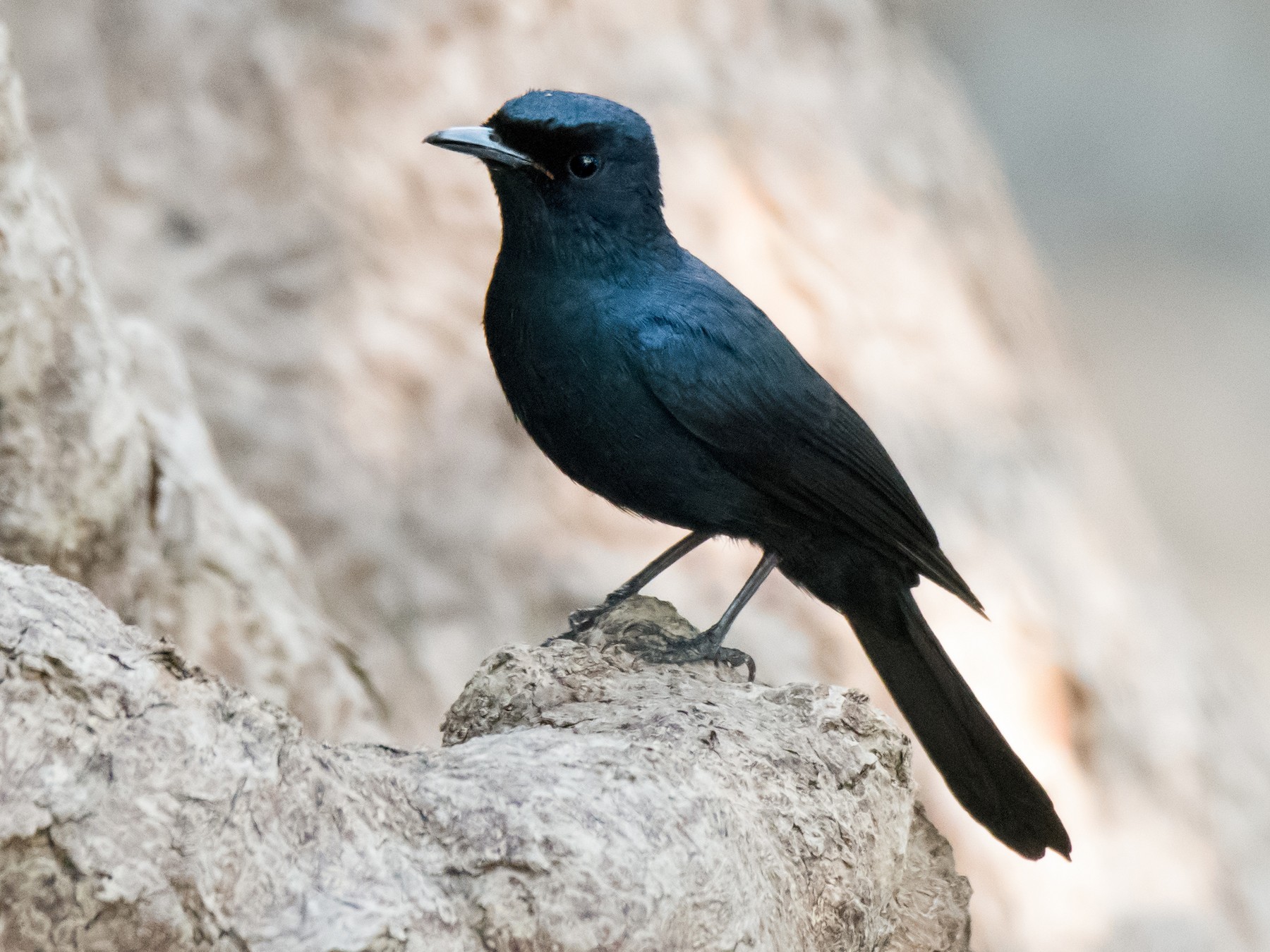 Shining Flycatcher - eBird