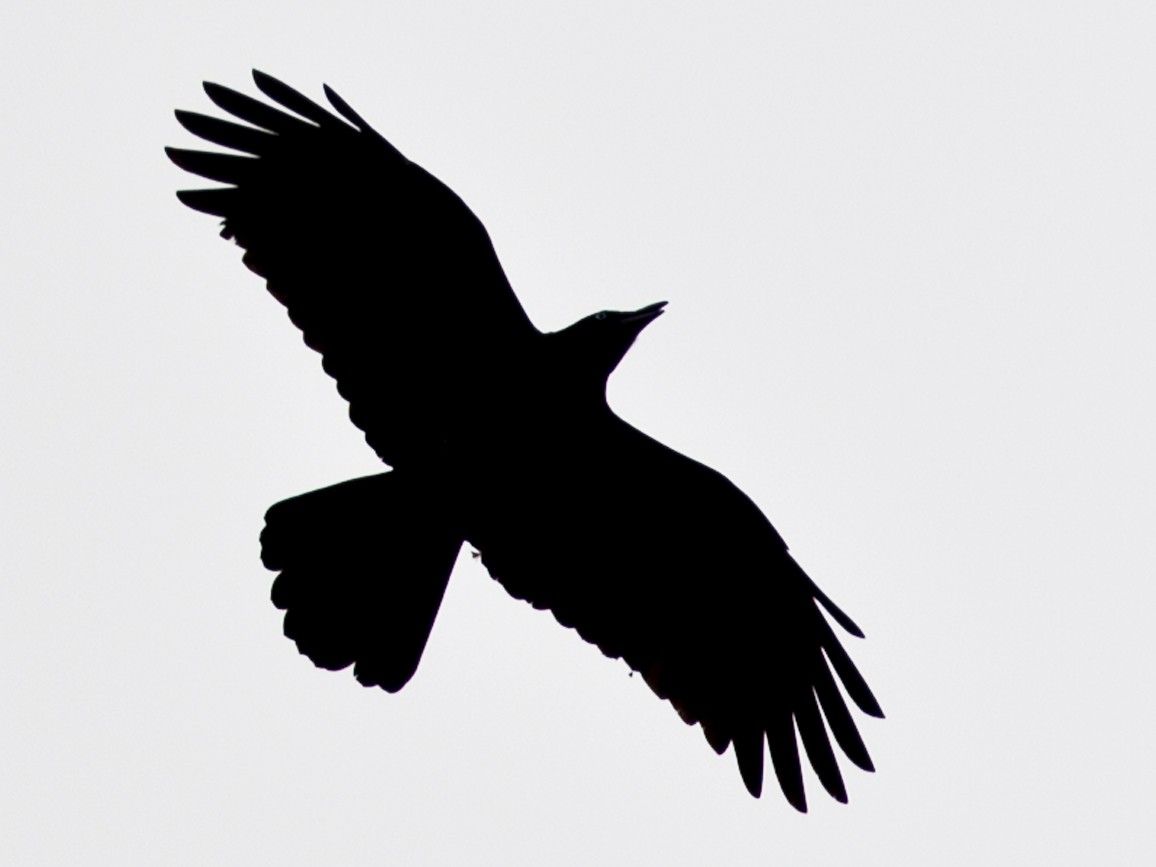 Torresian Crow - eBird