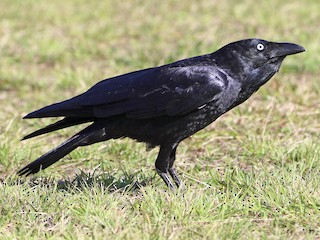 Torresian Crow - Corvus orru - Birds of the World