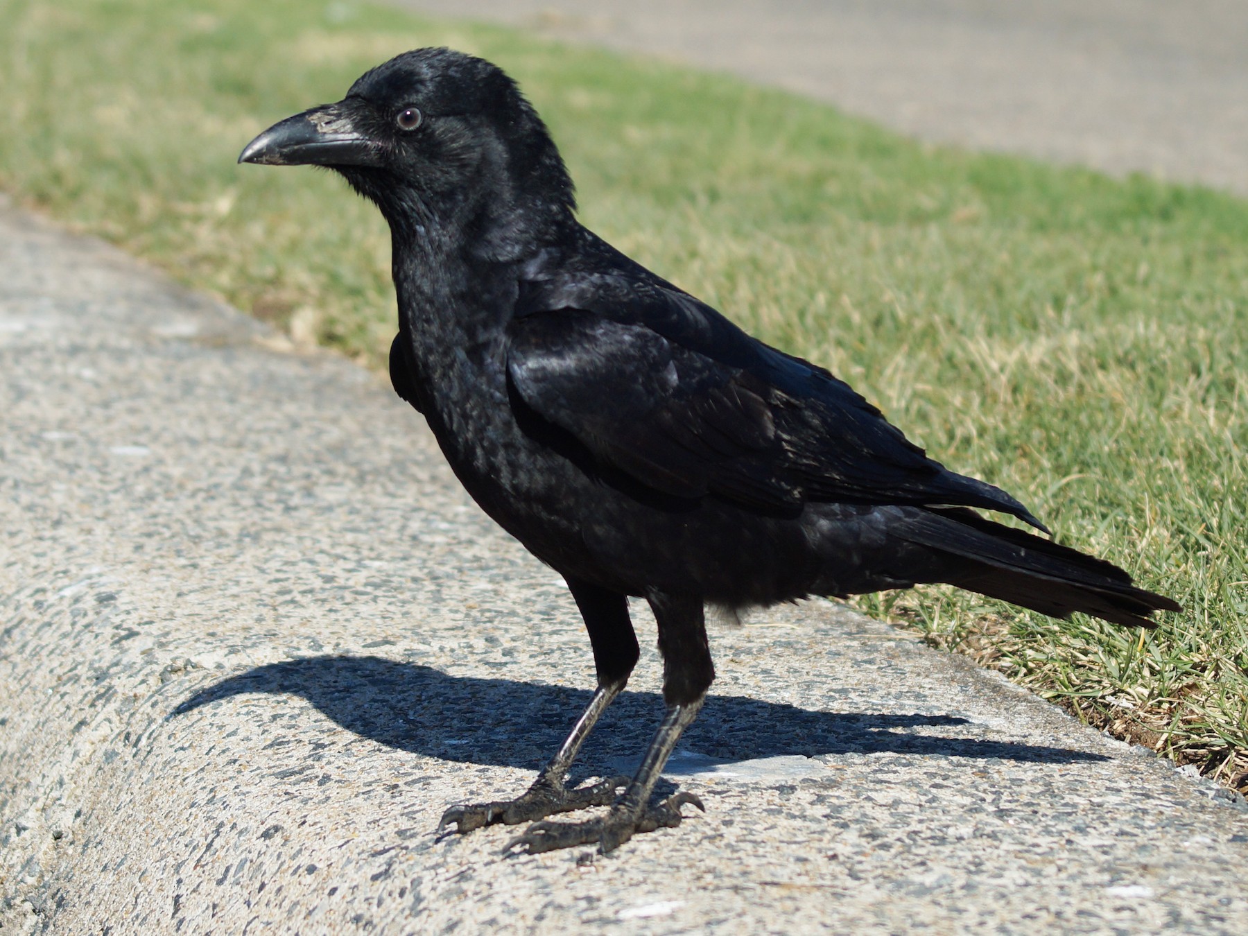 Torresian Crow - eBird