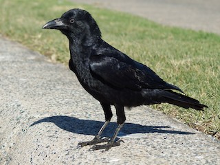 Torresian Crow - eBird