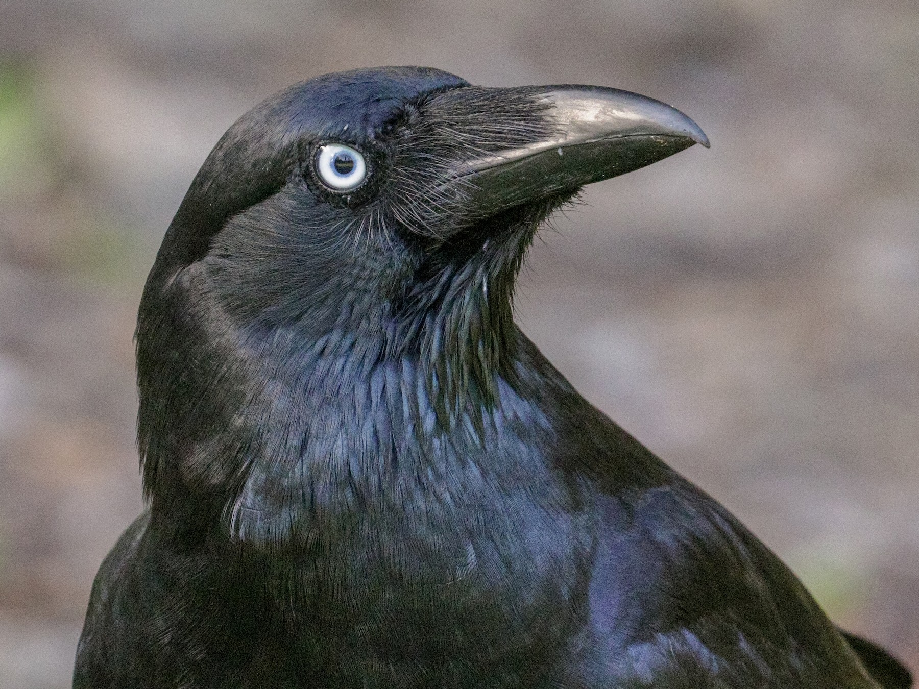 Torresian Crow - eBird