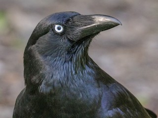 Torresian Crow - eBird