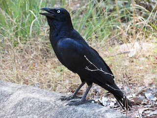 Torresian Crow - eBird