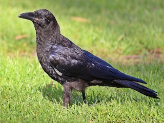 Australian Raven - eBird