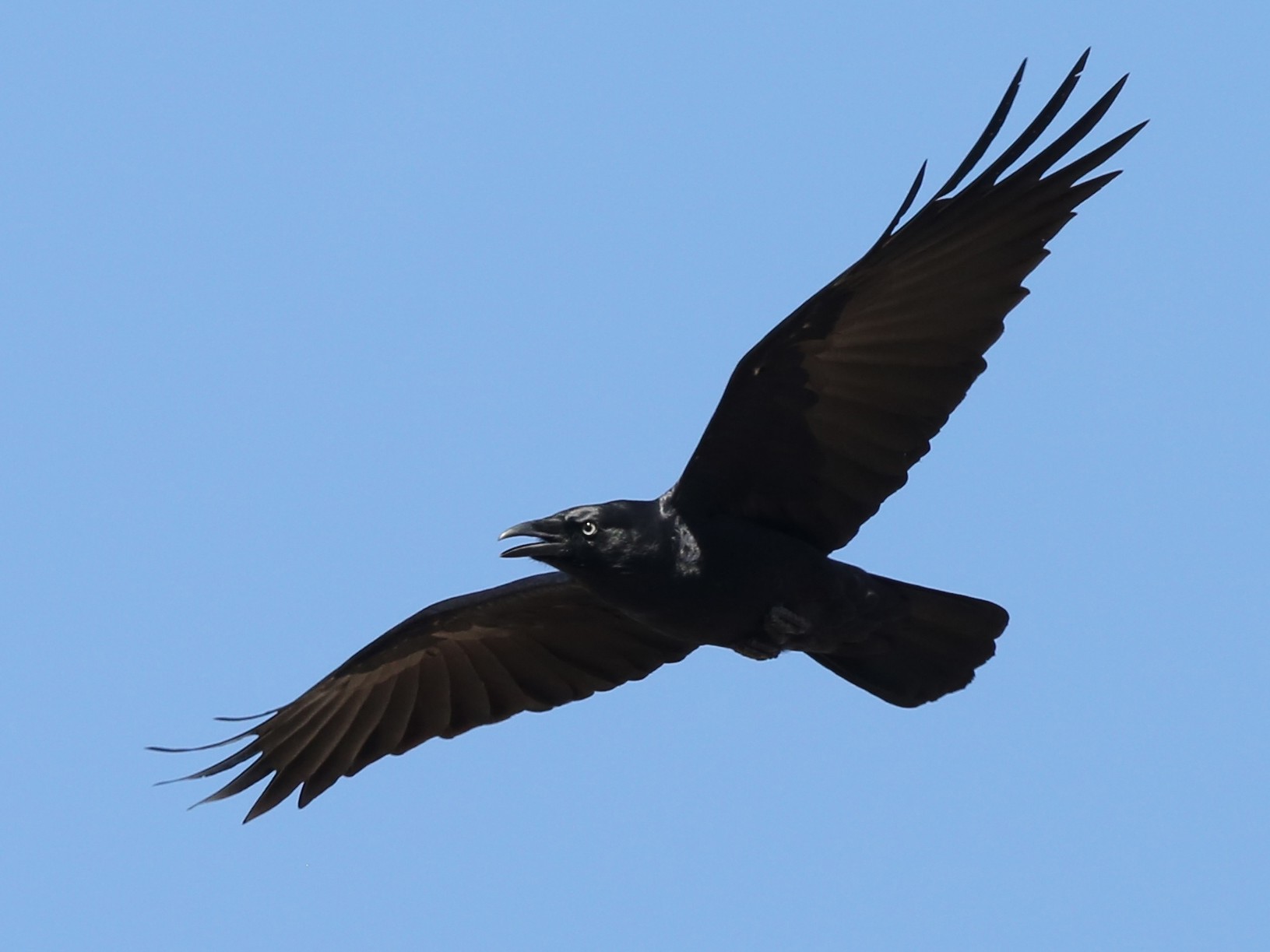 Little Raven - eBird