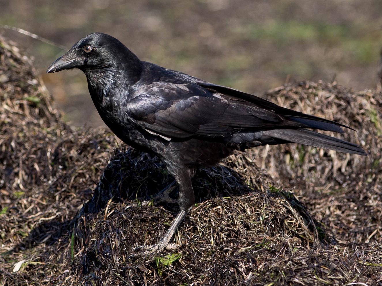 Little Raven - eBird