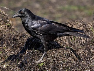 Little Raven - eBird