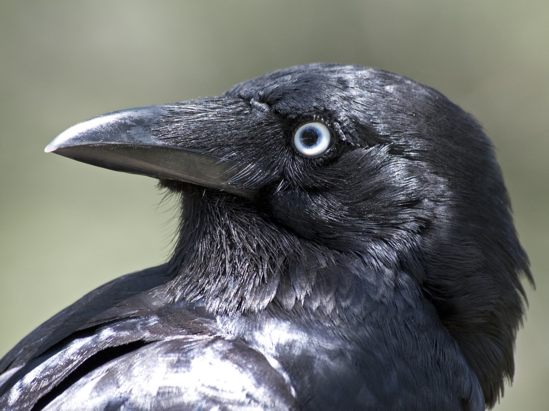 Little Raven - eBird