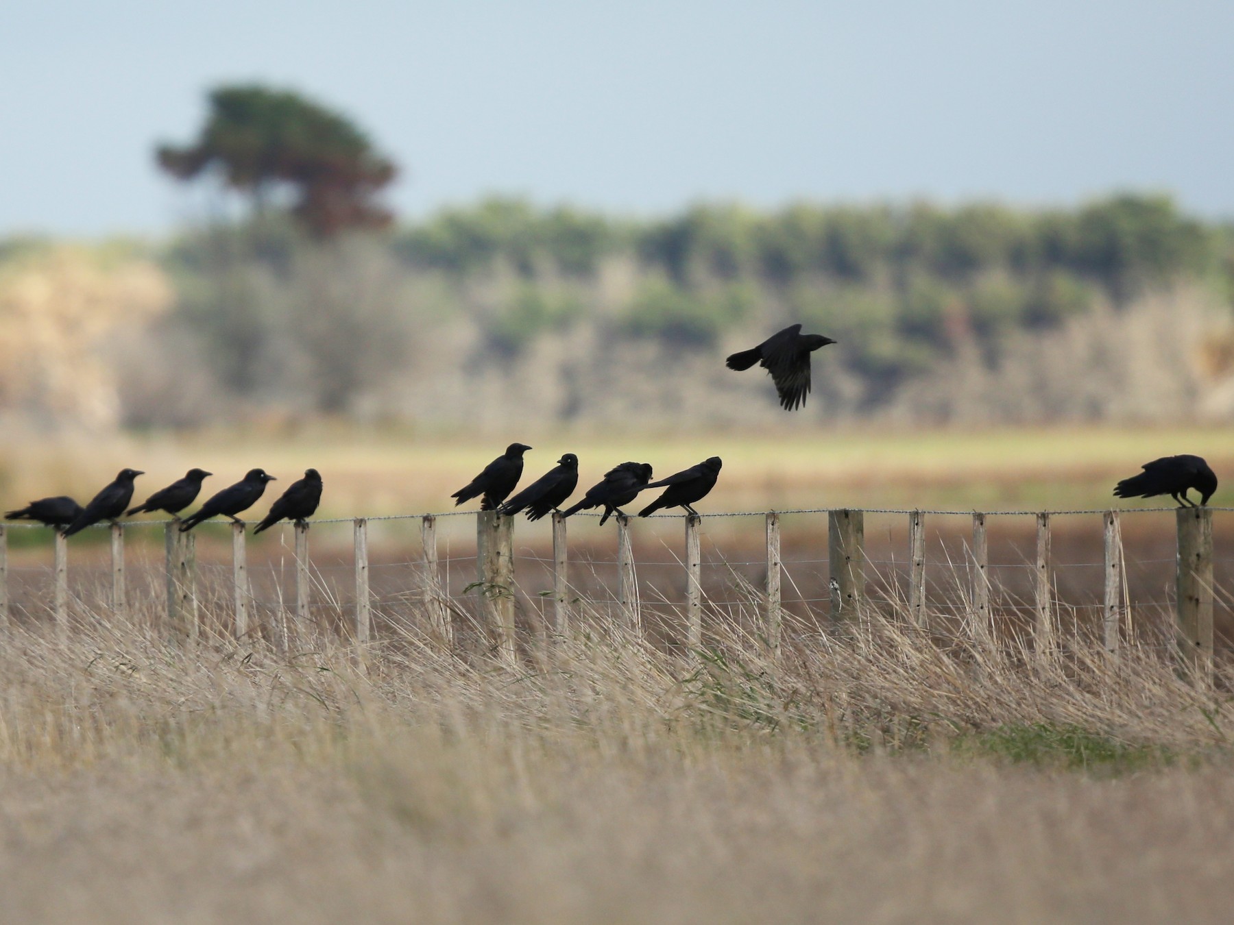 Little Raven - eBird